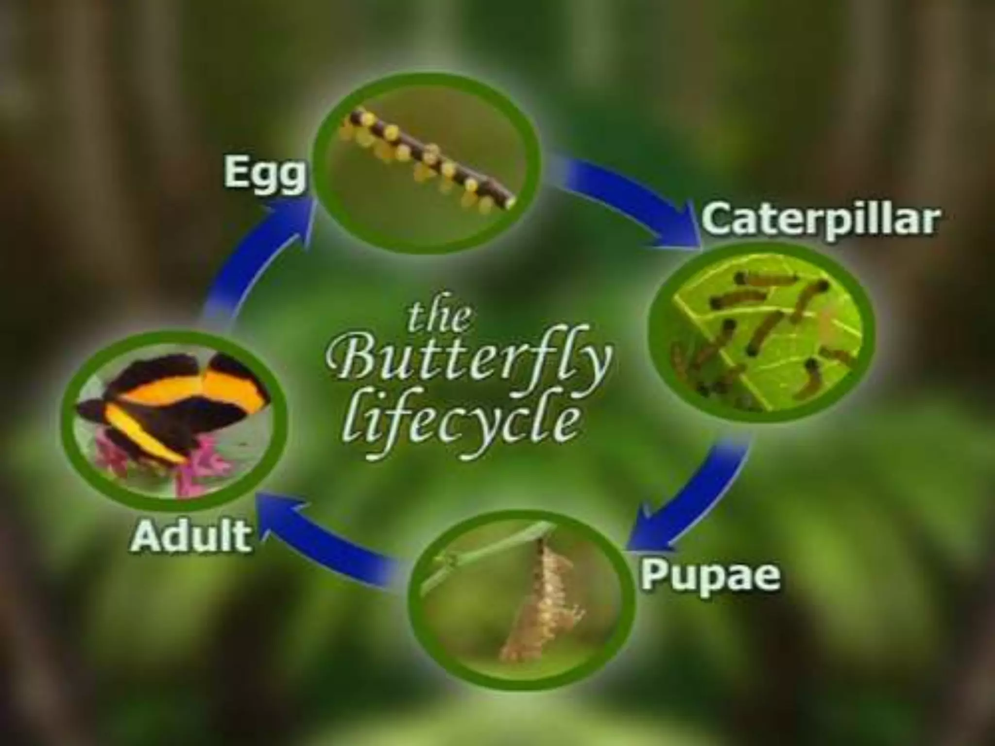 Richard.H.Ebright | PPTX