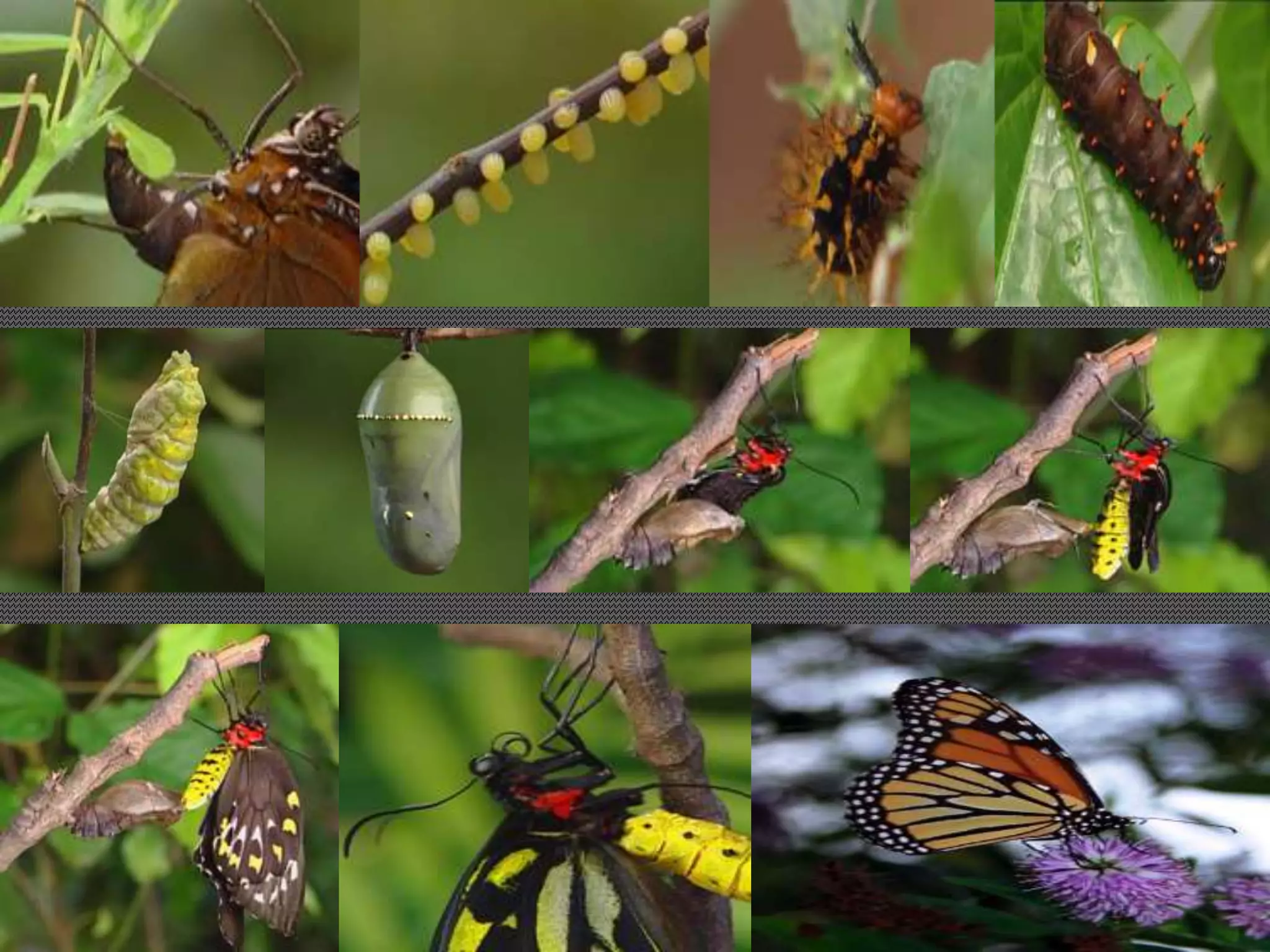 Richard.H.Ebright | PPTX