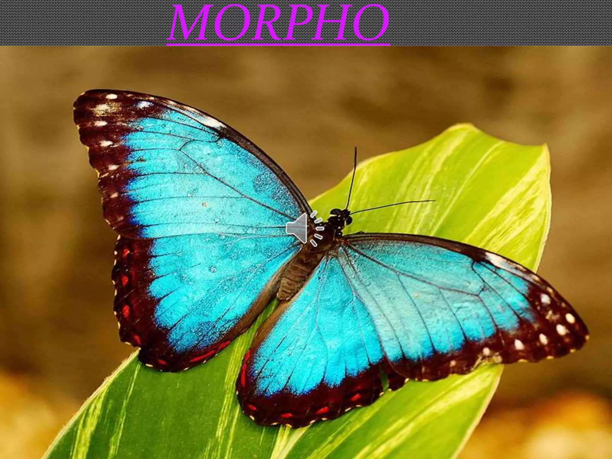 Richard.H.Ebright | PPTX