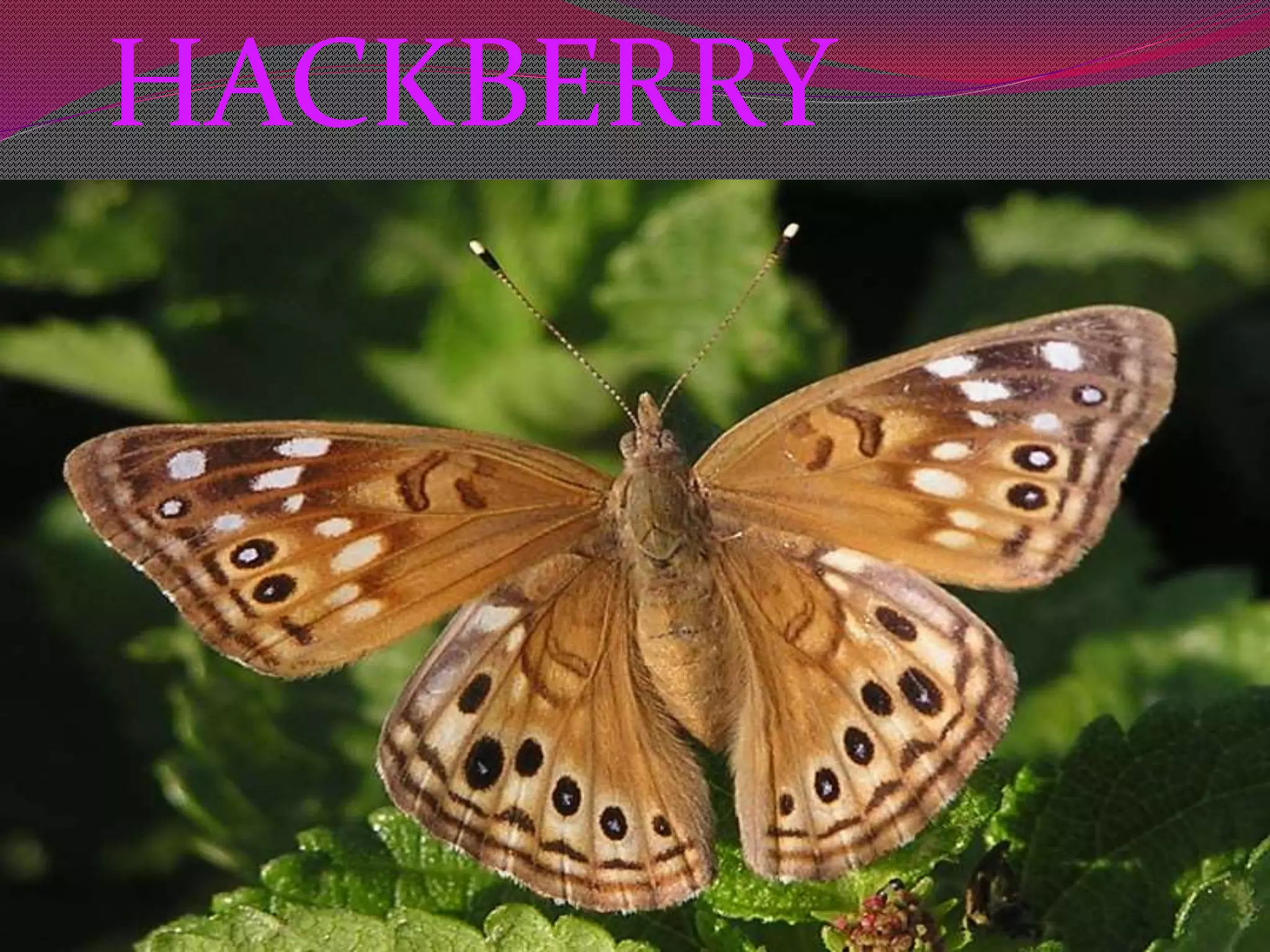 Richard.H.Ebright | PPTX