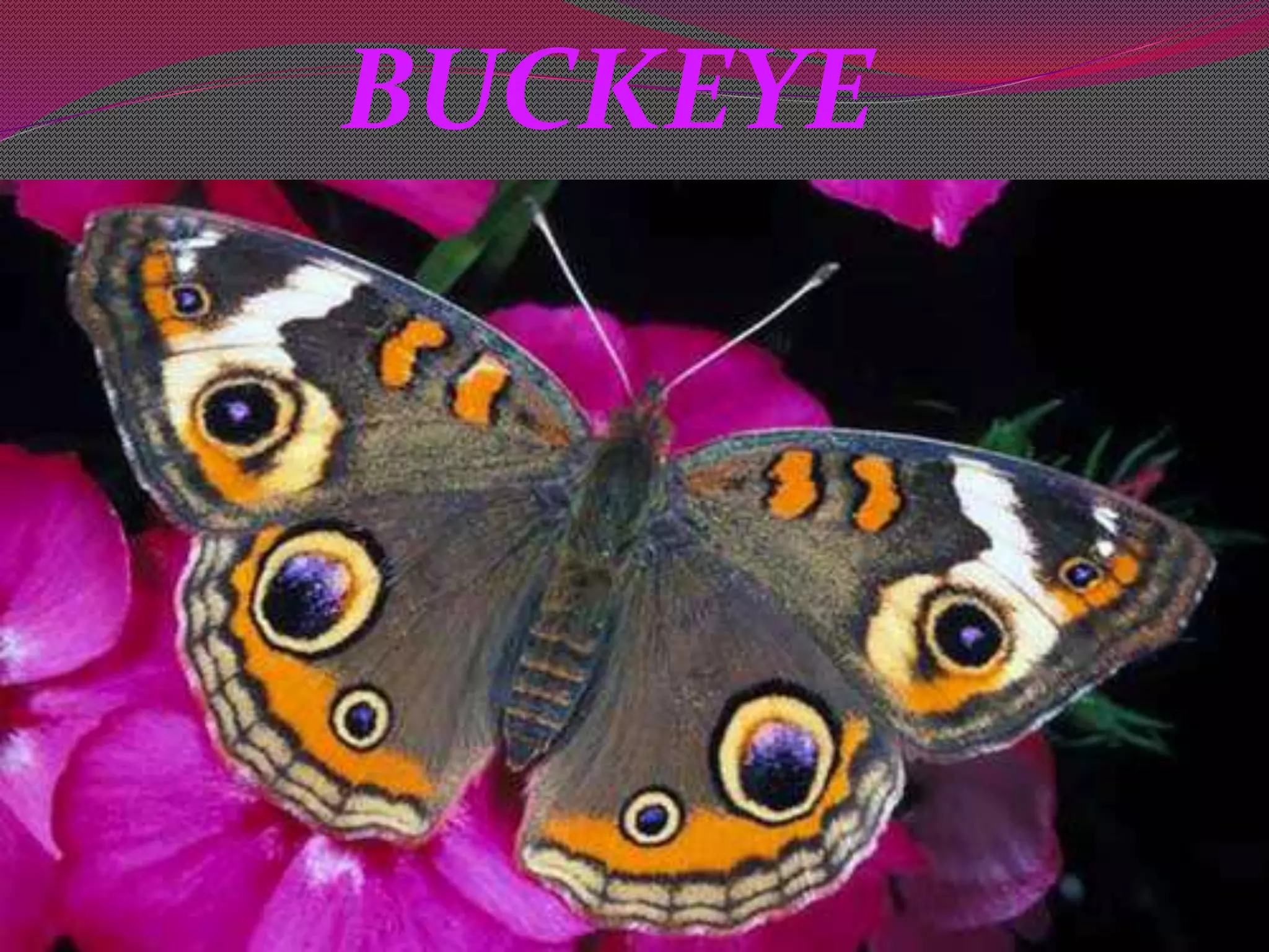 Richard.H.Ebright | PPTX