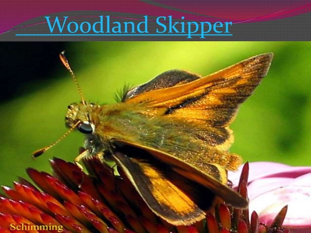 Richard.H.Ebright | PPTX | Birdwatching | Hobbies & Interests