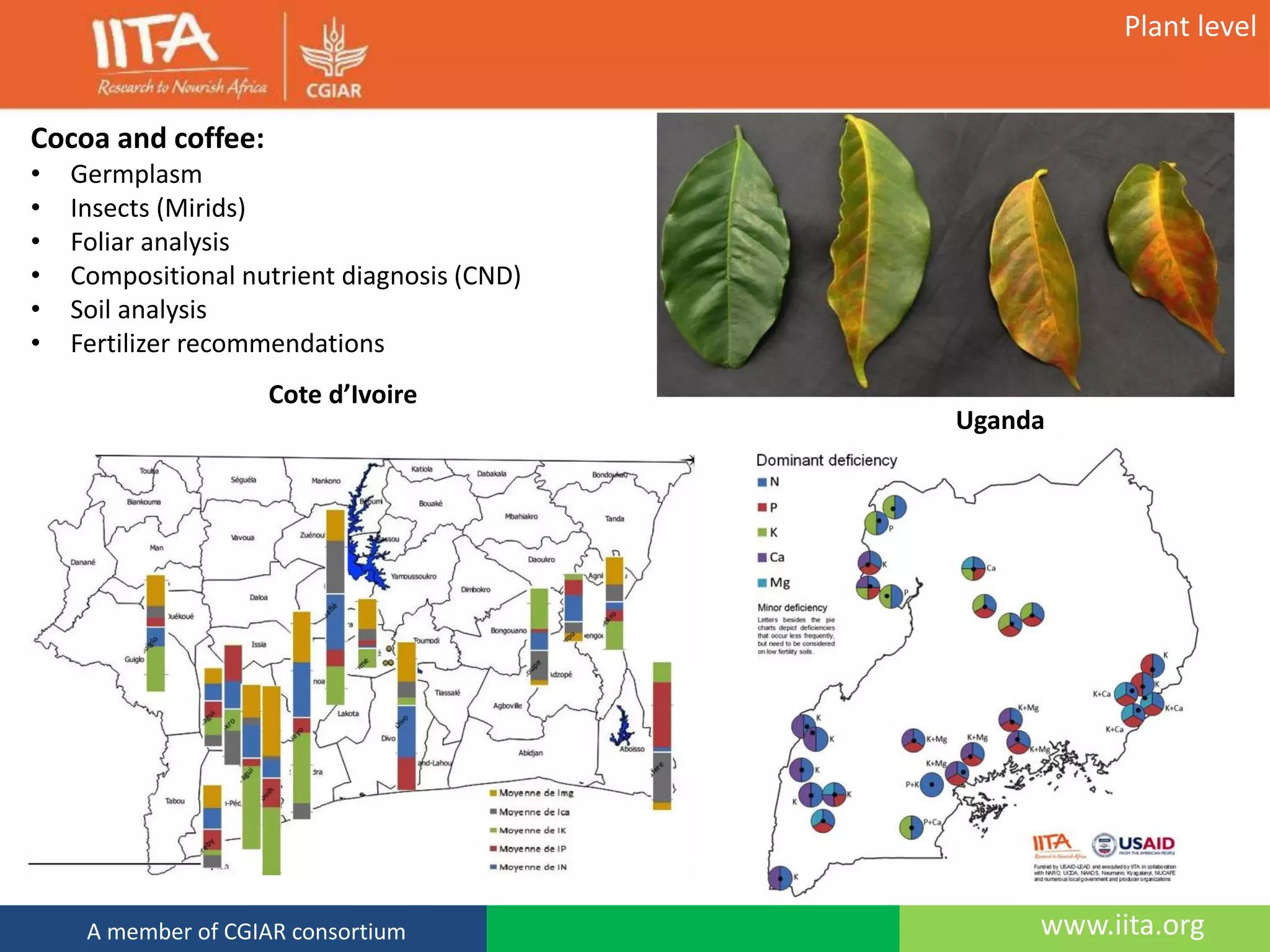 Climate smart intensification for coffee and cocoa | PDF