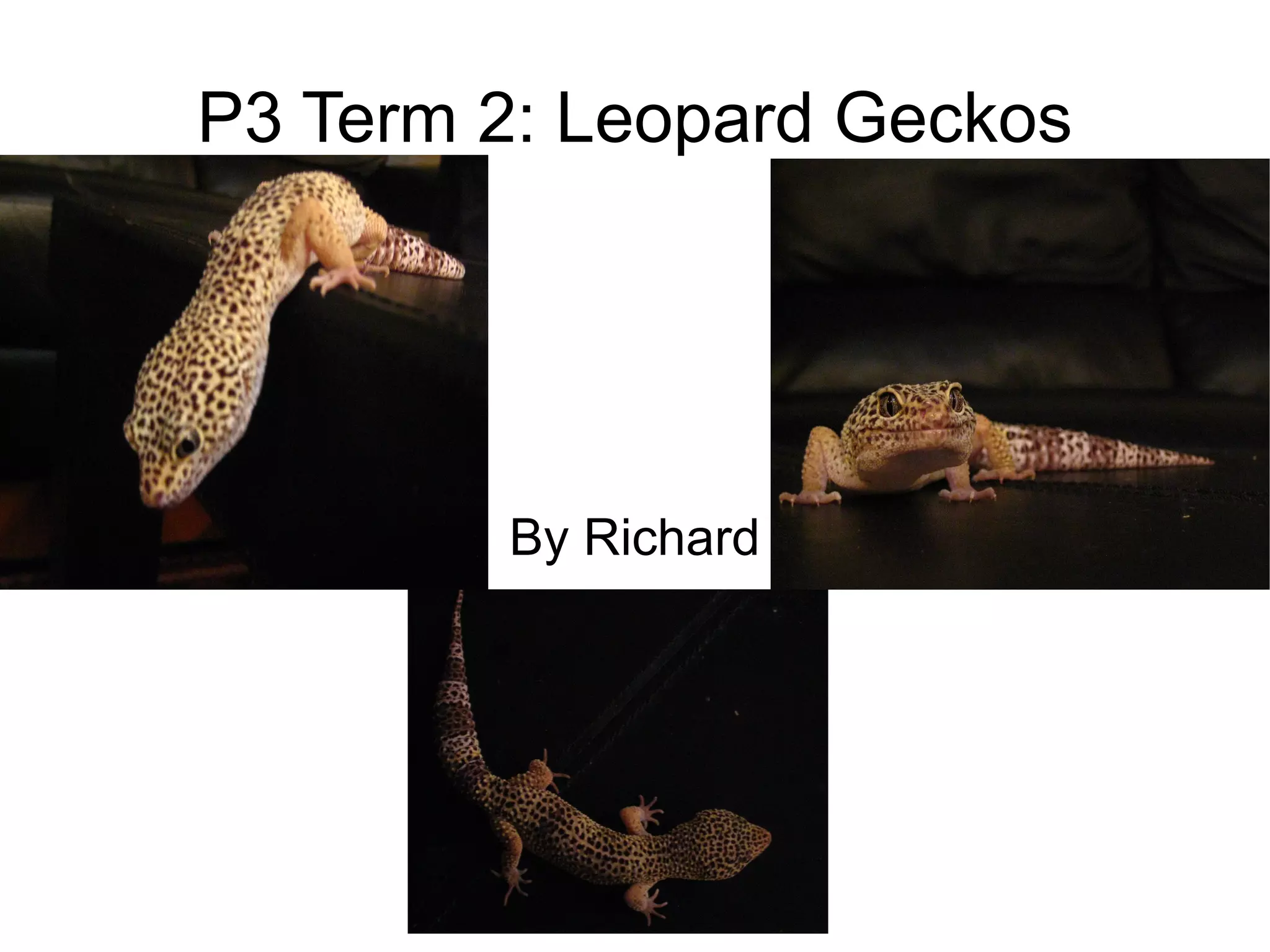 Richard p3 term 2 leopard geckos | PPT