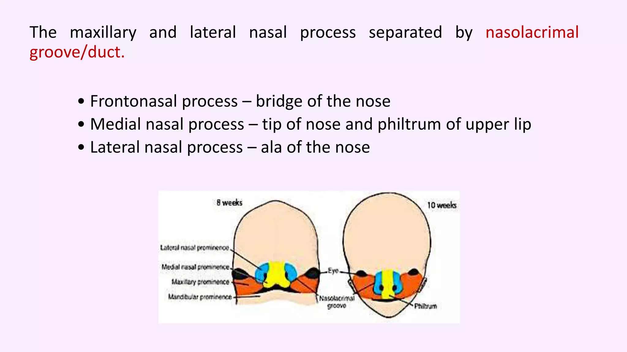 CLEFT LIP AND PALATE | PPTX