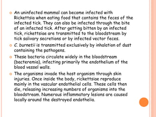 Medical Microbiology :Richettsia or rickettsiae | PPTX