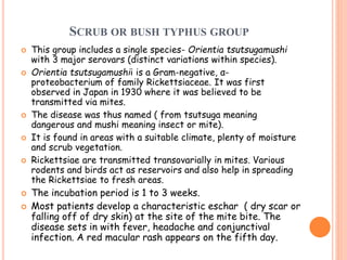 Medical Microbiology :Richettsia or rickettsiae | PPTX
