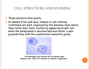 Medical Microbiology :Richettsia or rickettsiae | PPTX