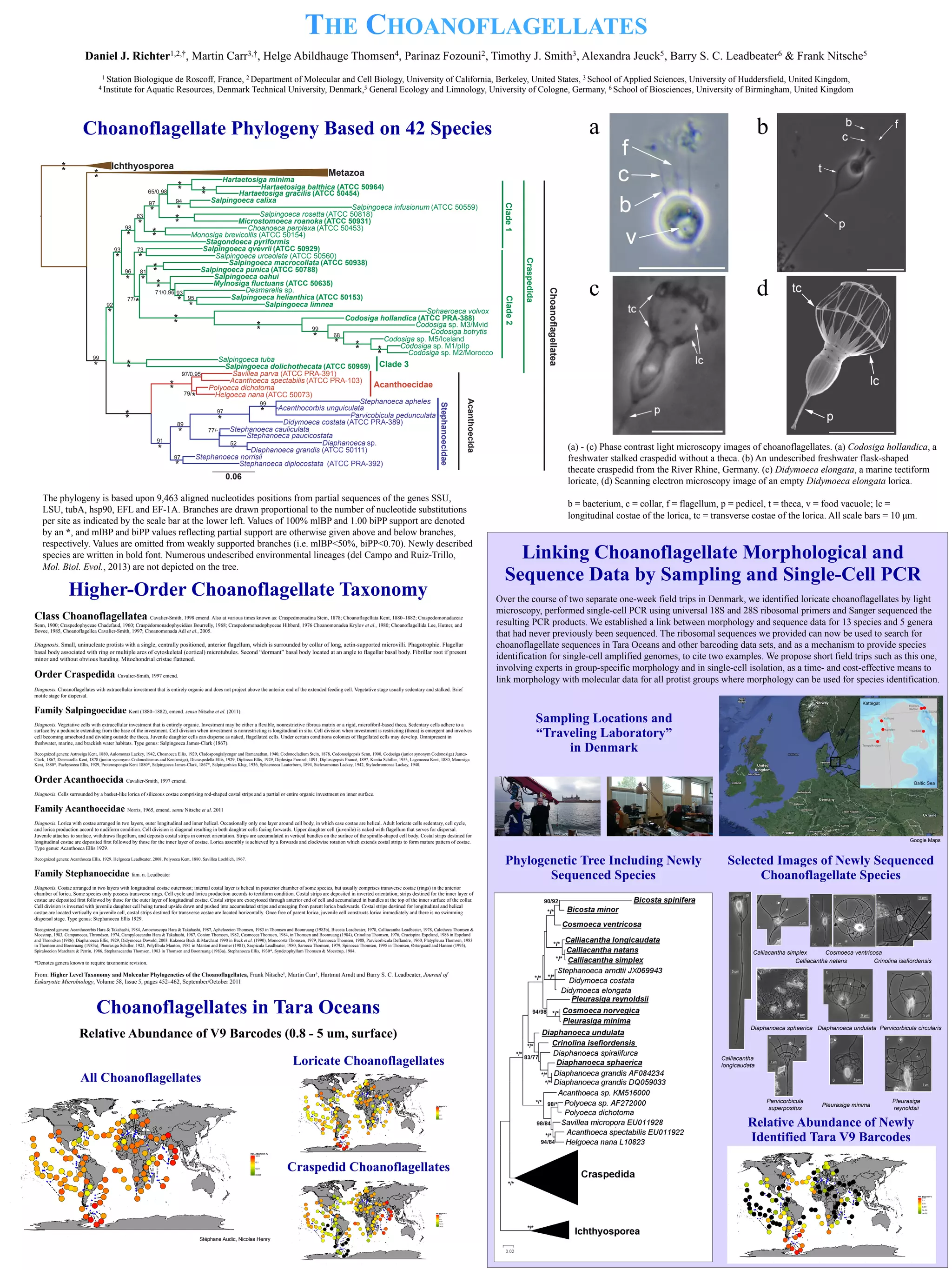 The Choanoflagellates | PDF | Biological Sciences | Science