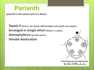 Euphorbiaceae - Ricinus communis | PPTX