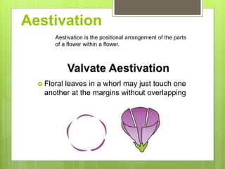 Euphorbiaceae - Ricinus communis | PPTX