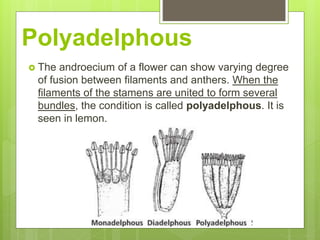 Euphorbiaceae - Ricinus communis | PPTX