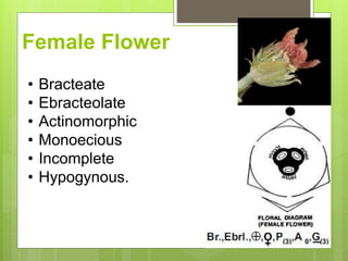 Euphorbiaceae - Ricinus communis | PPTX