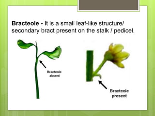 Euphorbiaceae - Ricinus communis | PPTX
