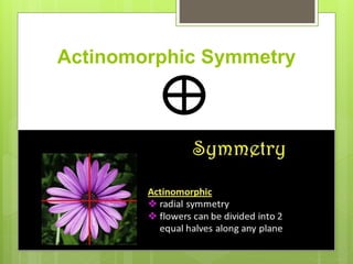 Euphorbiaceae - Ricinus communis | PPTX | Infertility | Reproductive Health