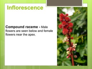 Euphorbiaceae - Ricinus communis | PPTX