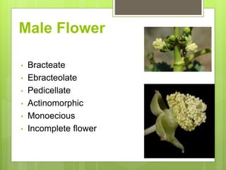 Euphorbiaceae - Ricinus communis | PPTX