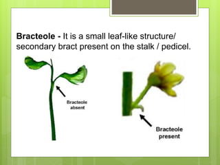 Euphorbiaceae - Ricinus communis | PPTX