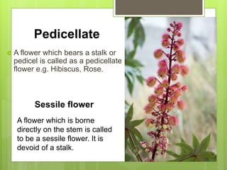 Euphorbiaceae - Ricinus communis | PPTX