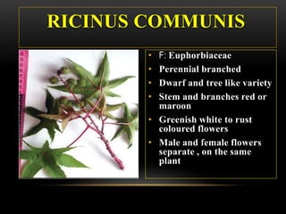 Ricinus communis | PPTX
