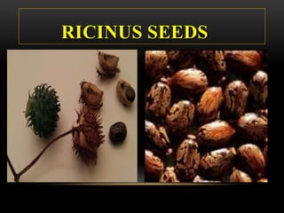 Ricinus communis | PPTX