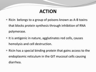 Ricinus communis roll no.82