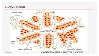 Physiologic anatomy of the liver | PPTX