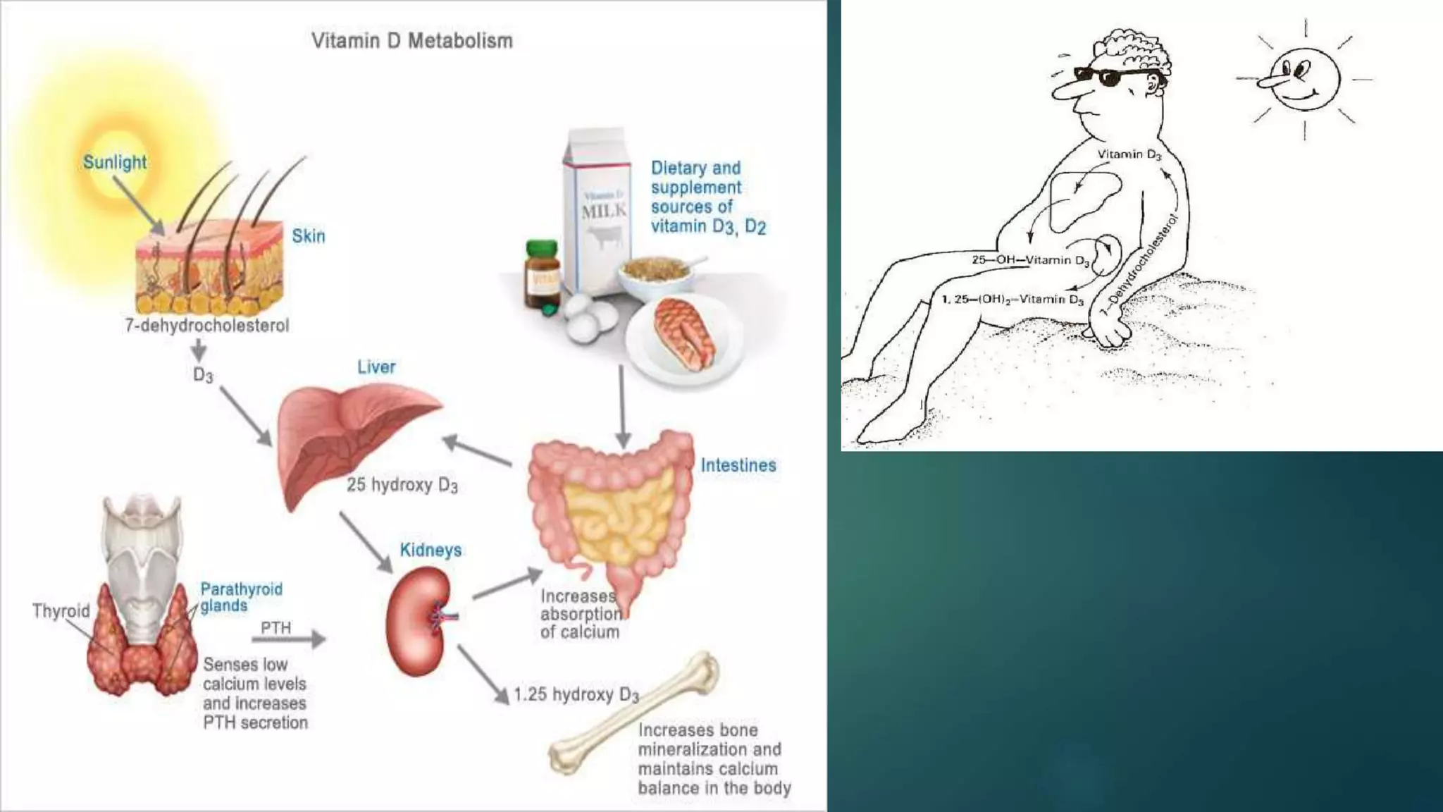 Rickets | PPTX | Bone and Joint Conditions | Diseases and Conditions