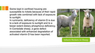 Rickets/ Oestomalacia Pathology | PPTX | Bone and Joint Conditions ...