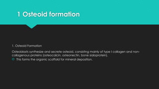 Rickets, vitamin D metabolism, Bone mineralisation basics | PPTX