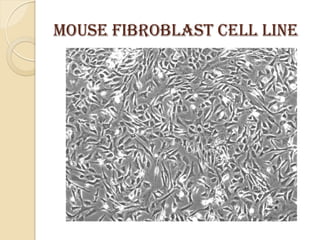 RICKETTSIACEAE | PDF