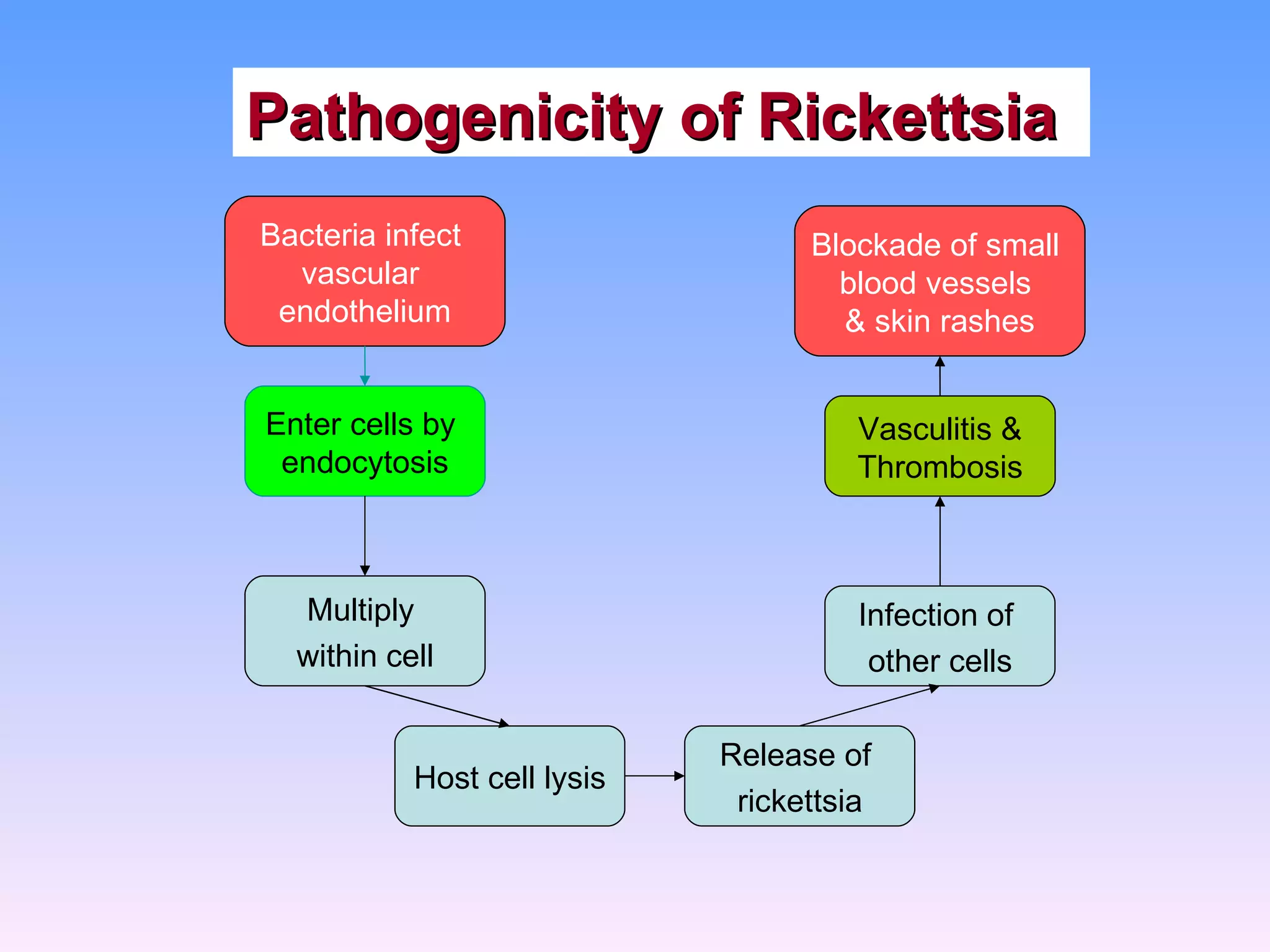 Ricketssia | PPT