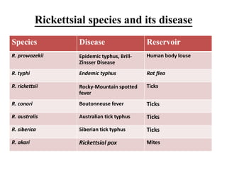 Rickettsia | PPTX
