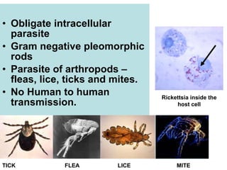 Rickettsia | PPT