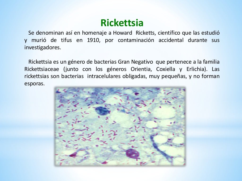 Rickettsia