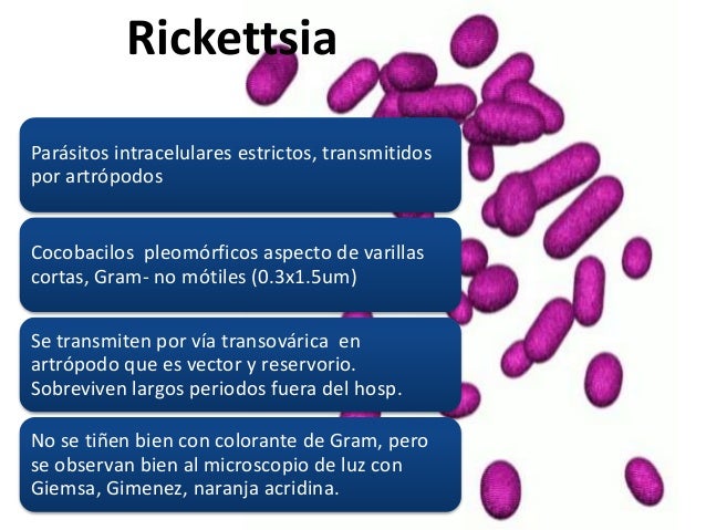Rickettsia