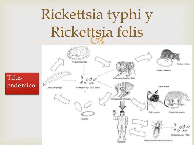 Rickettsia
