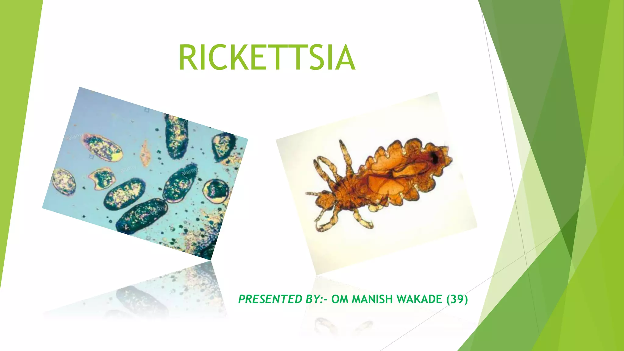 Rickettsia | PPTX