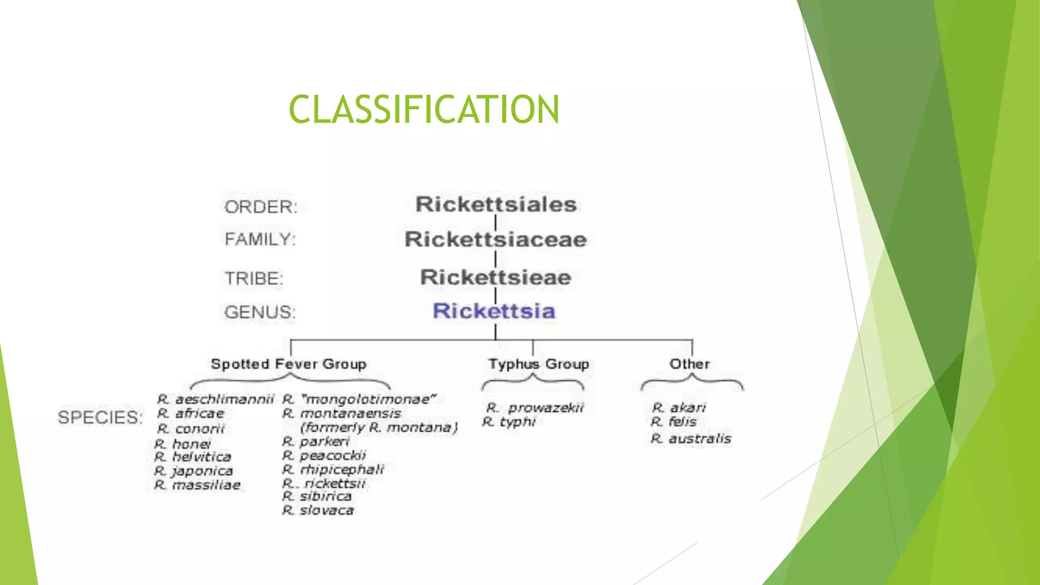 Rickettsia | PPTX