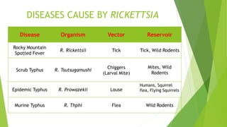 Rickettsia | PPTX