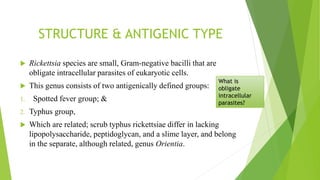 Rickettsia | PPTX