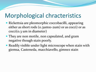 Rickettsia | PPT