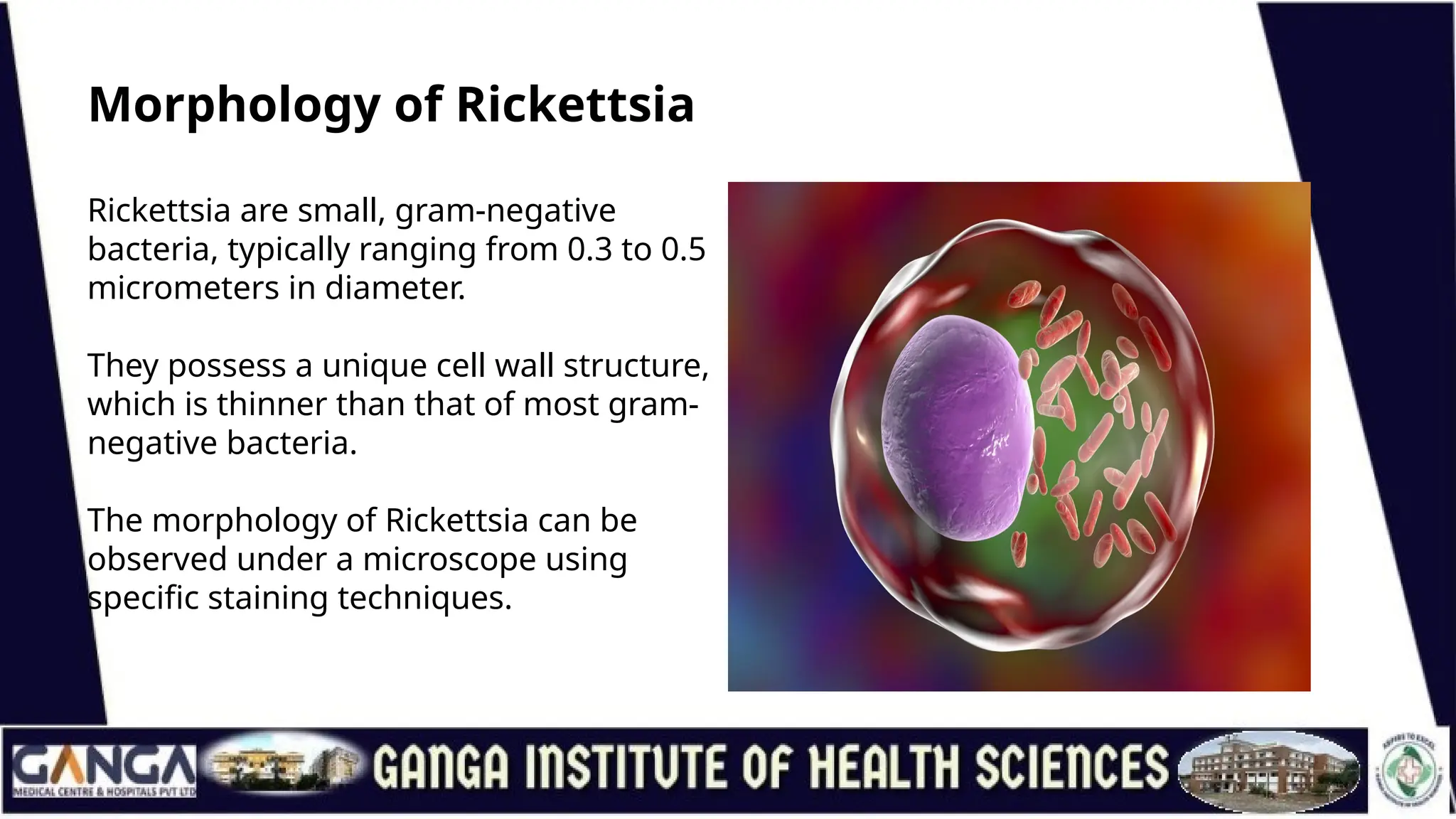 Rickettsia - life cycle and diagnostic methods.pptx | Infectious Diseases | Diseases and Conditions