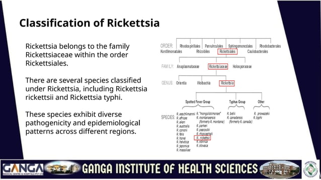 Rickettsia - life cycle and diagnostic methods.pptx | Infectious ...