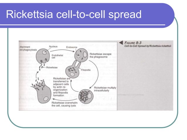 Rickettsia-Chlamydia-Mycoplasma-Legionella-and-Gardnerella.ppt