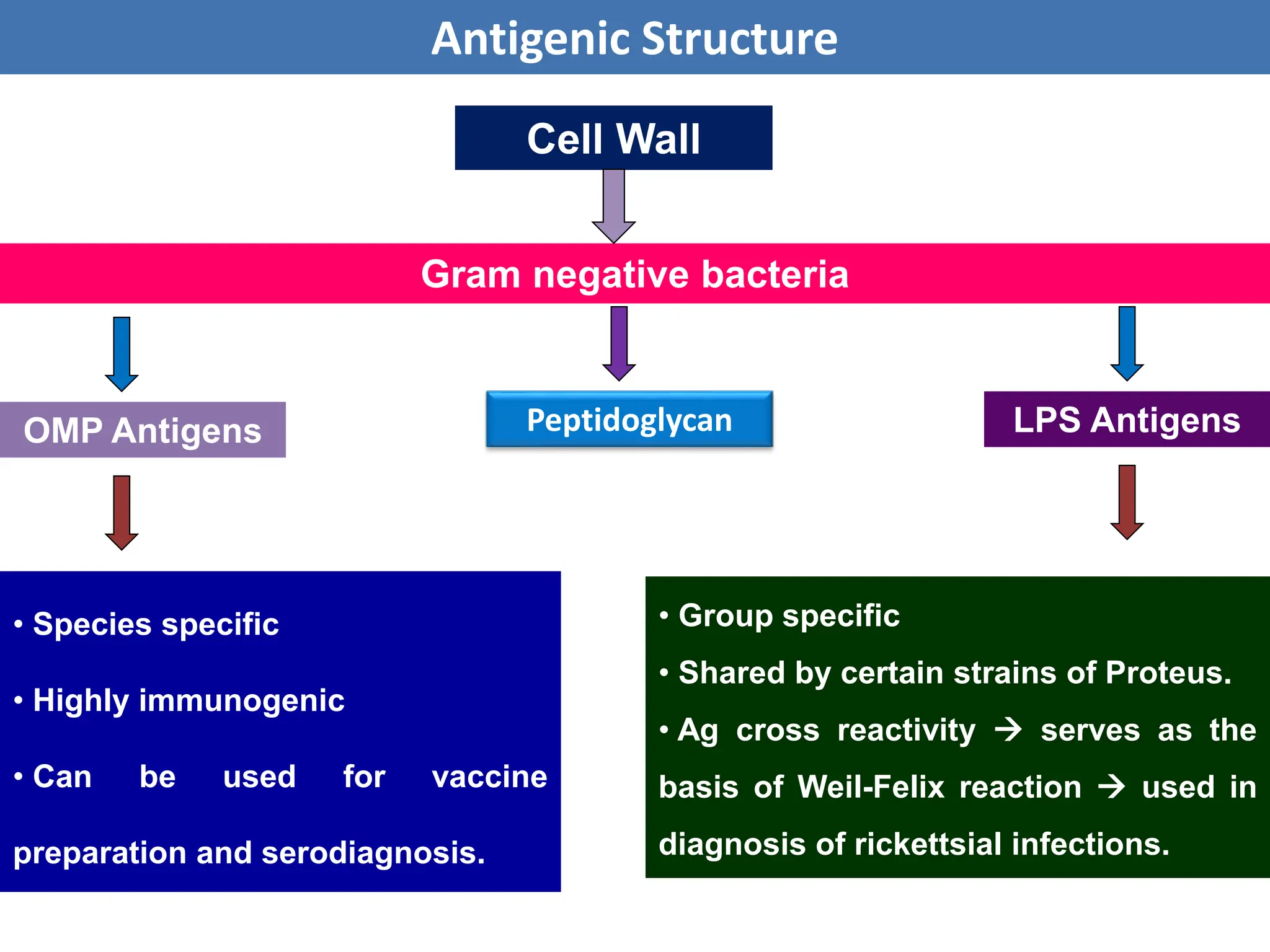 Rickettsia by Dr. Rakesh Prasad Sah.pptx