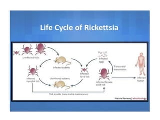 Rickettsia Life Cycle