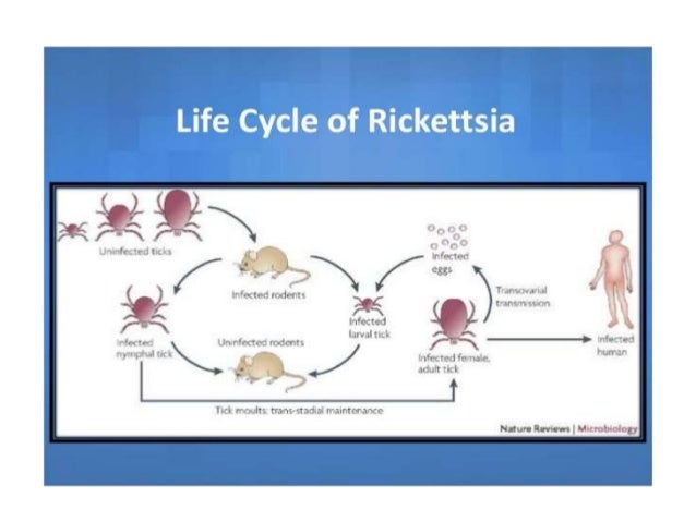 Life Cycle Of Rickettsia