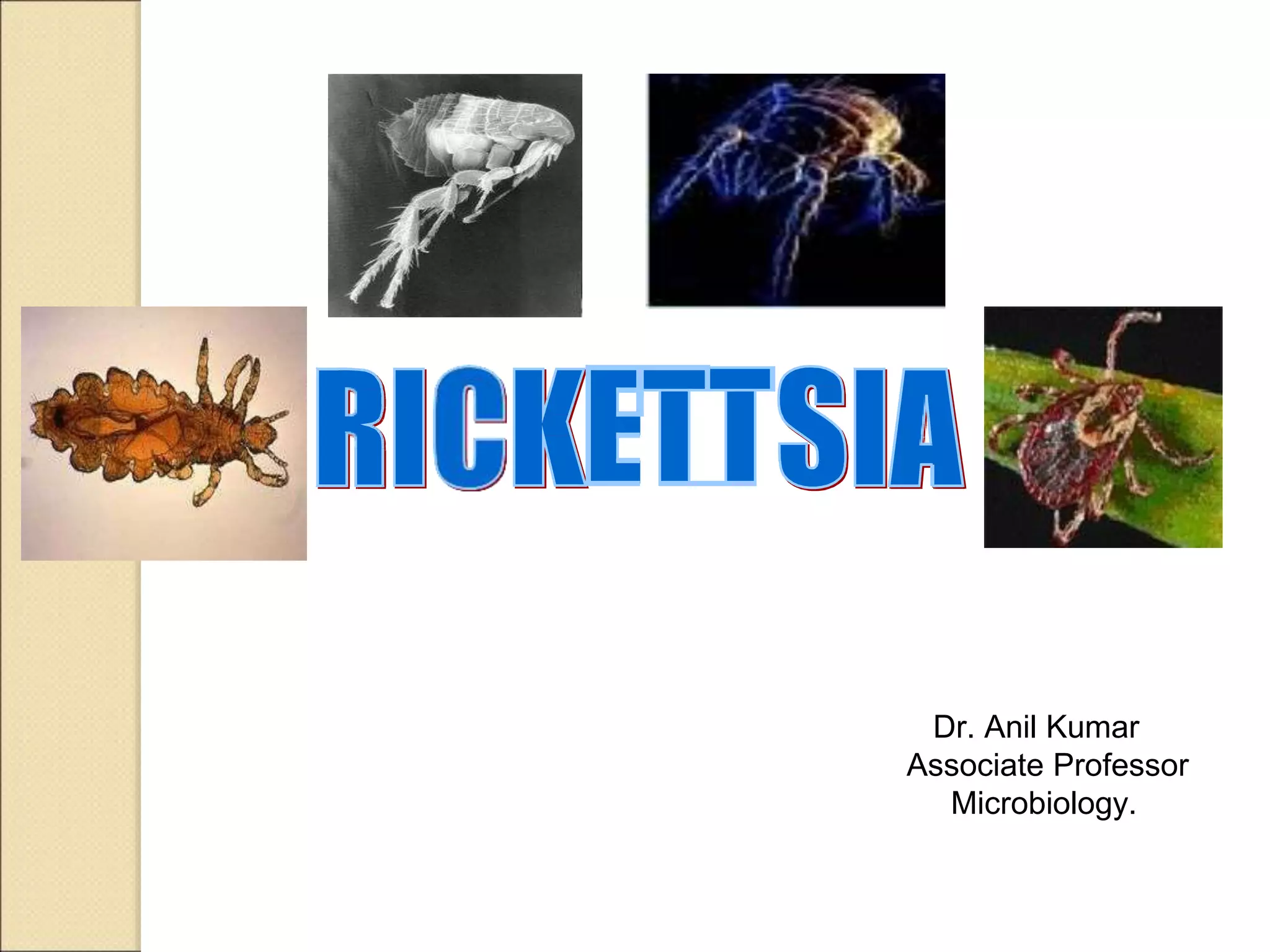 Rickettsiae | PPT