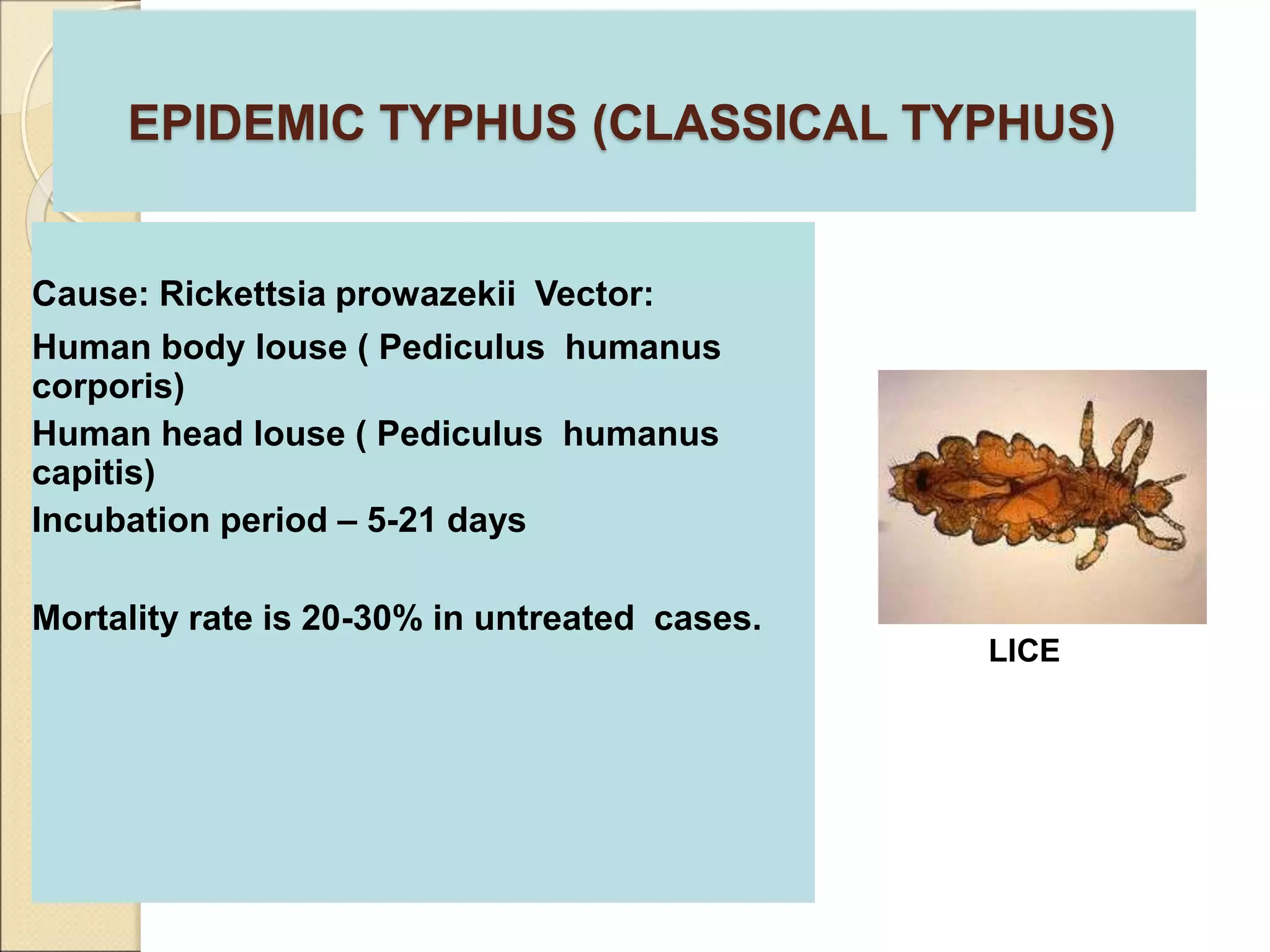 Rickettsiae | PPT